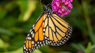 Project Monarch - TRANCE Formation Of America