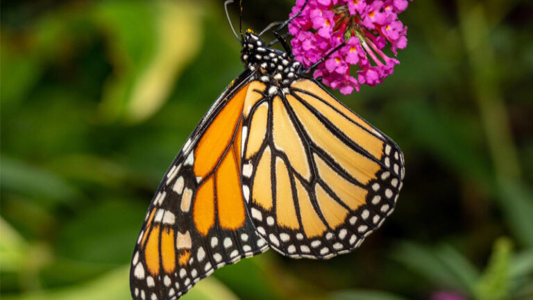 Project Monarch - TRANCE Formation Of America